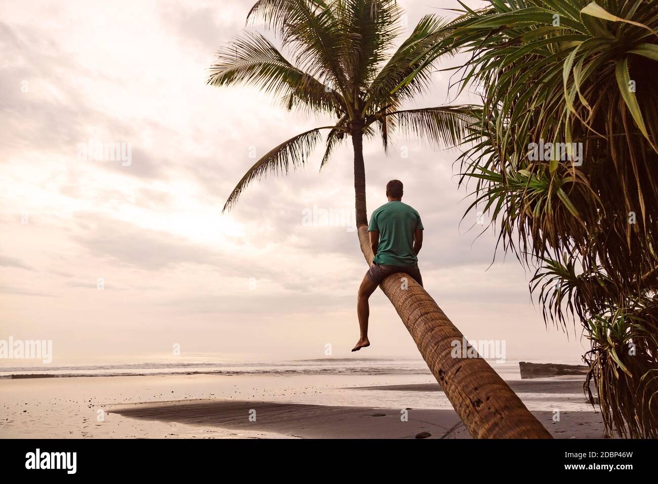 Man sitting on palm tree, Bali, Indonesia Stock Photo - Alamy