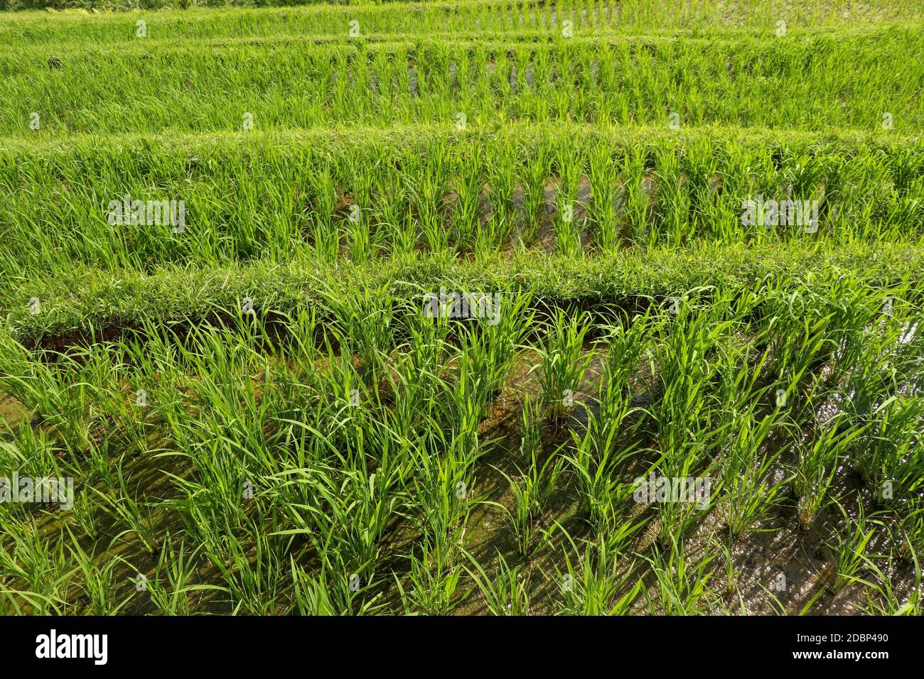 Rice field green grass landscape background. Rice fields terraces with ...