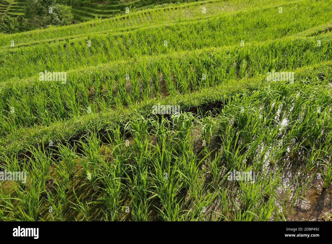 Rice field green grass landscape background. Rice fields terraces with ...