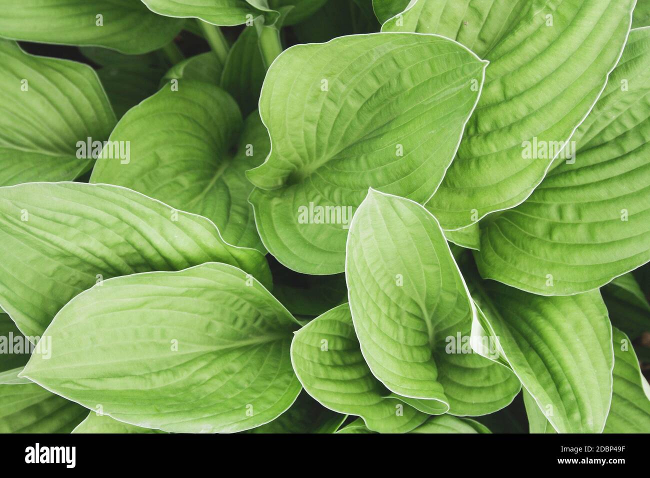 Green beautiful hosta leaves top view background. Big green fresh ...