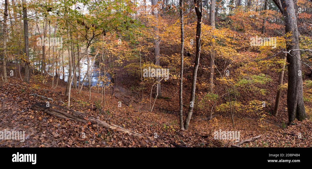 A wide angle view of brilliant fall foliage in a forest with a lake in ...