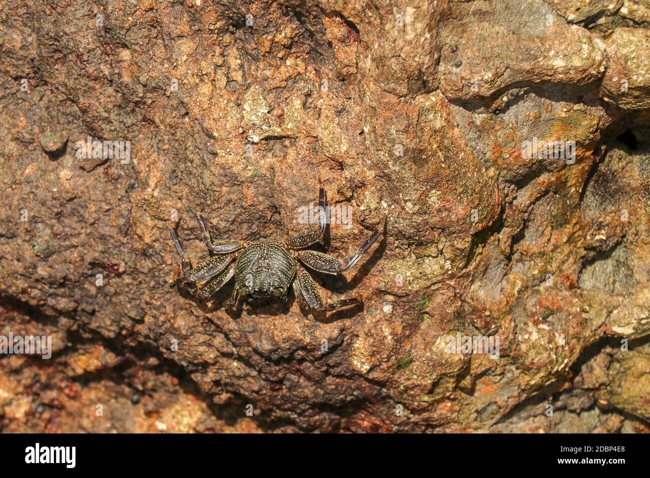 Beautiful colorful Sally Fish red Crab. Natural wildlife shot in San ...