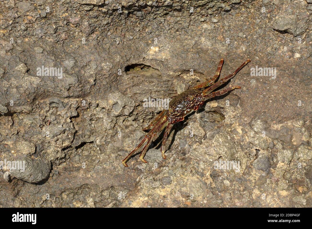 Beautiful colorful Sally Fish red Crab. Natural wildlife shot in San ...