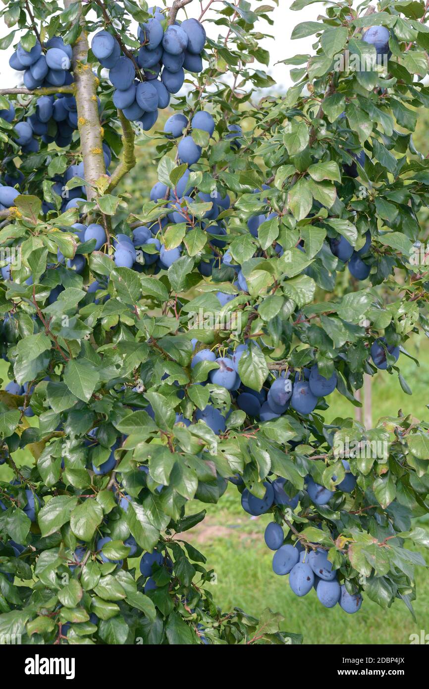 Zwetsche hi-res stock photography and images - Alamy