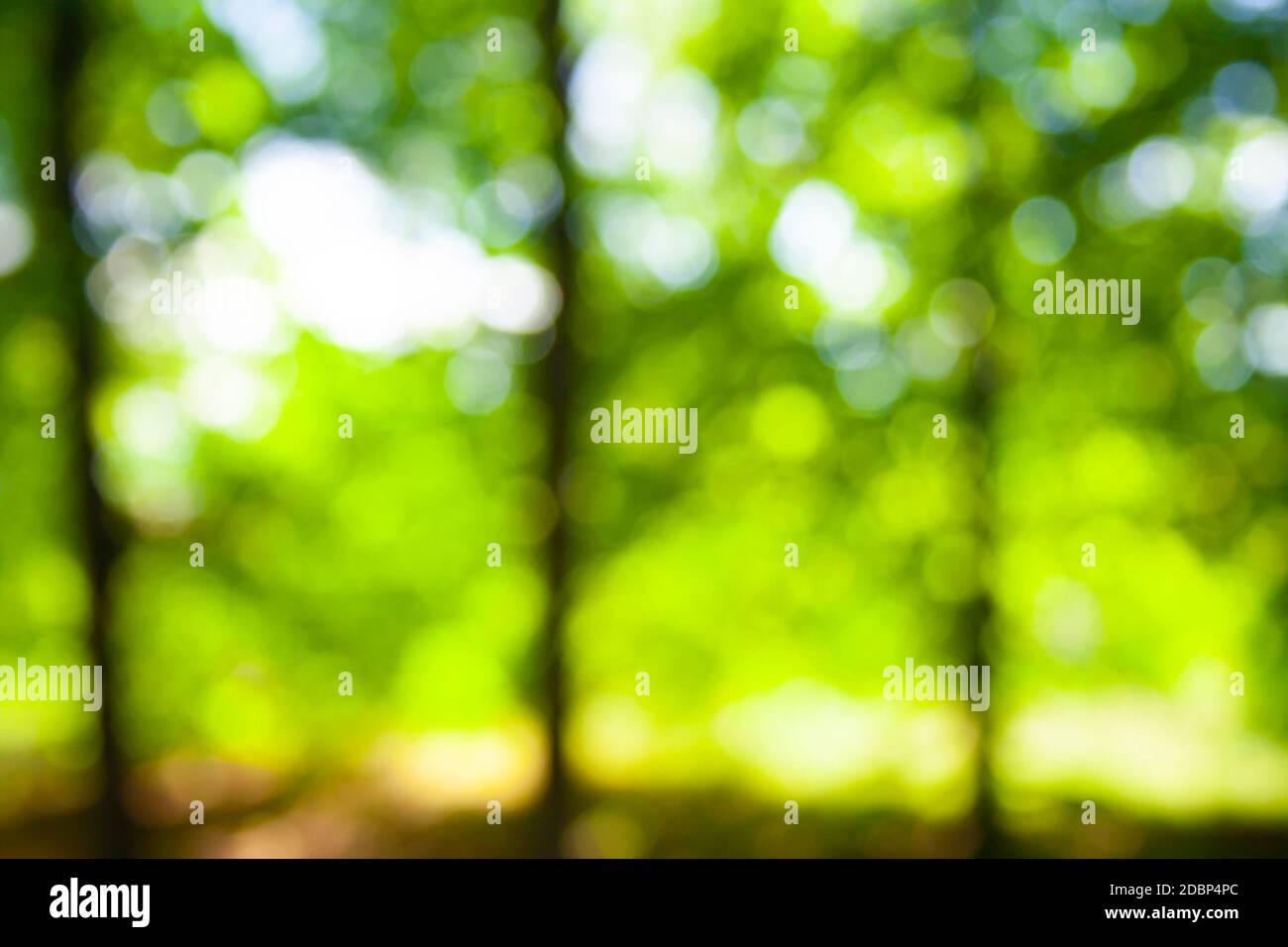 Beautiful bokeh background of defocused trees. Blurred backdrop of ...
