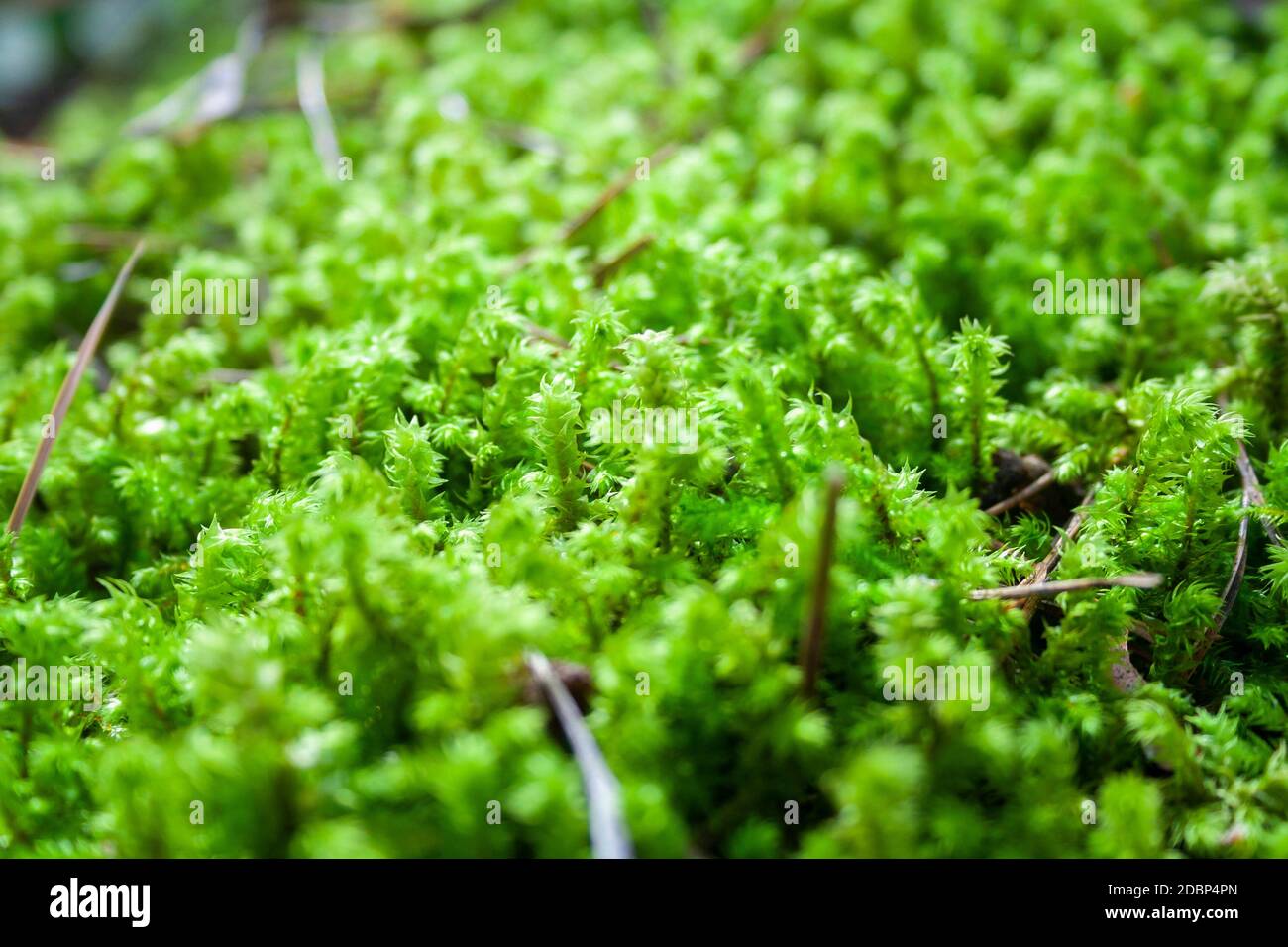 Beautiful detailed green moss in the forest macro shot close up. Wild ...