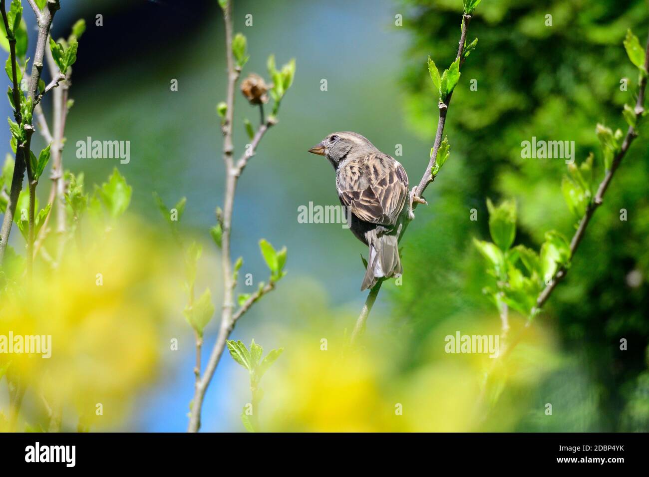 Female tree sparrow hi-res stock photography and images - Alamy