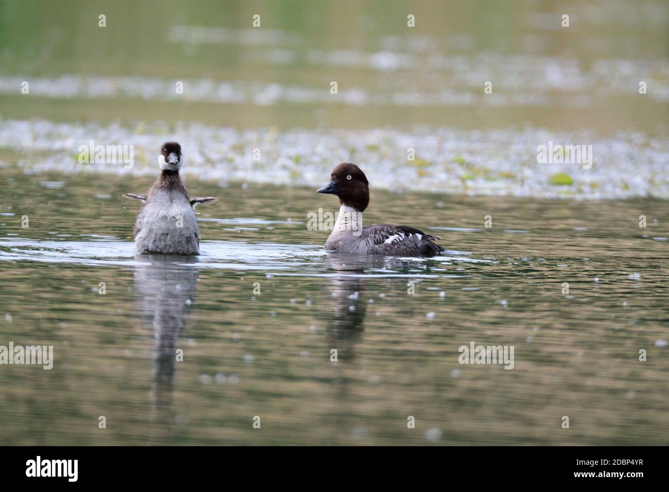 Bucephala clangula, Common Goldeneye Stock Photo - Alamy