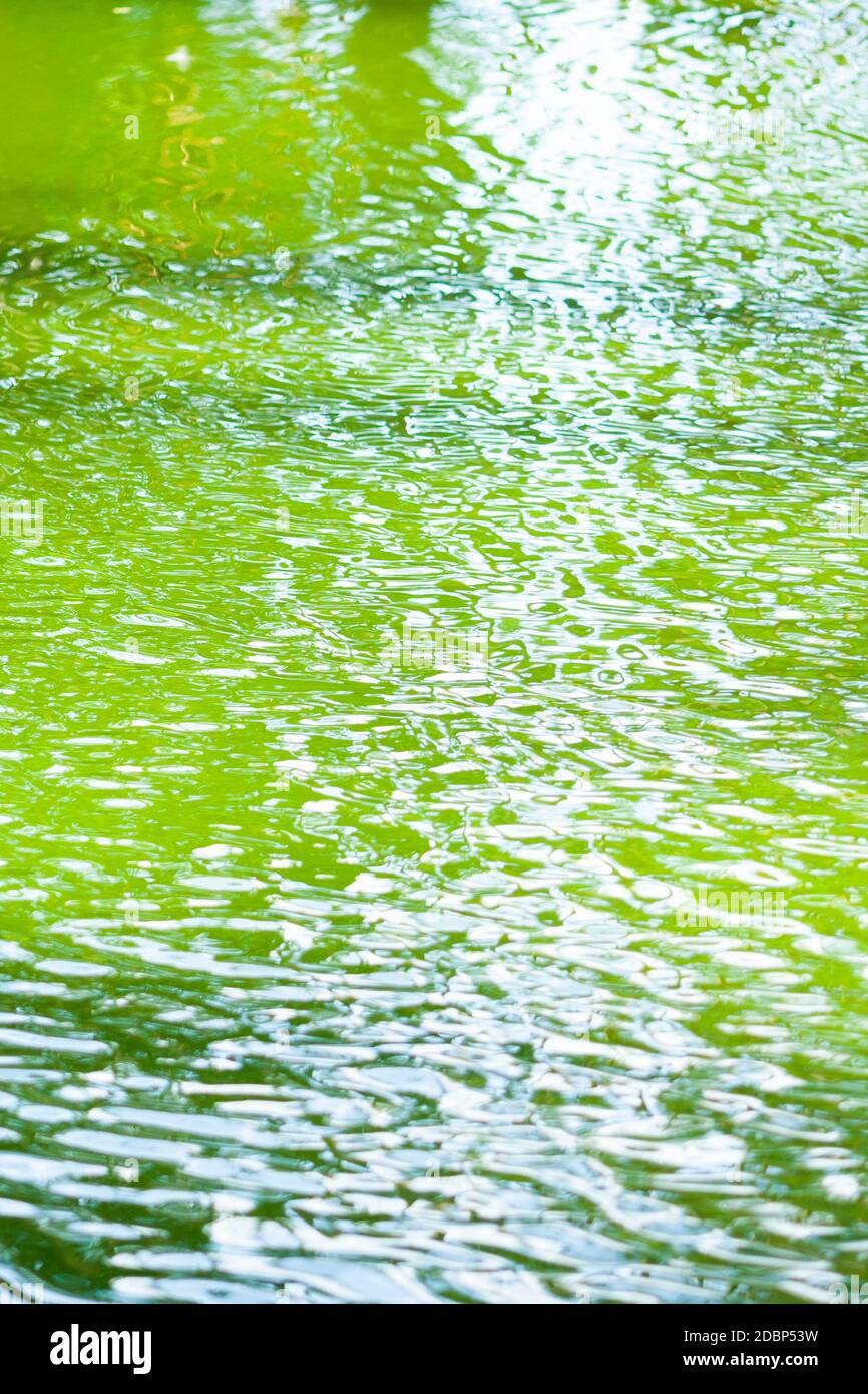 ripple green water texture with reflections of the trees. River surface ...
