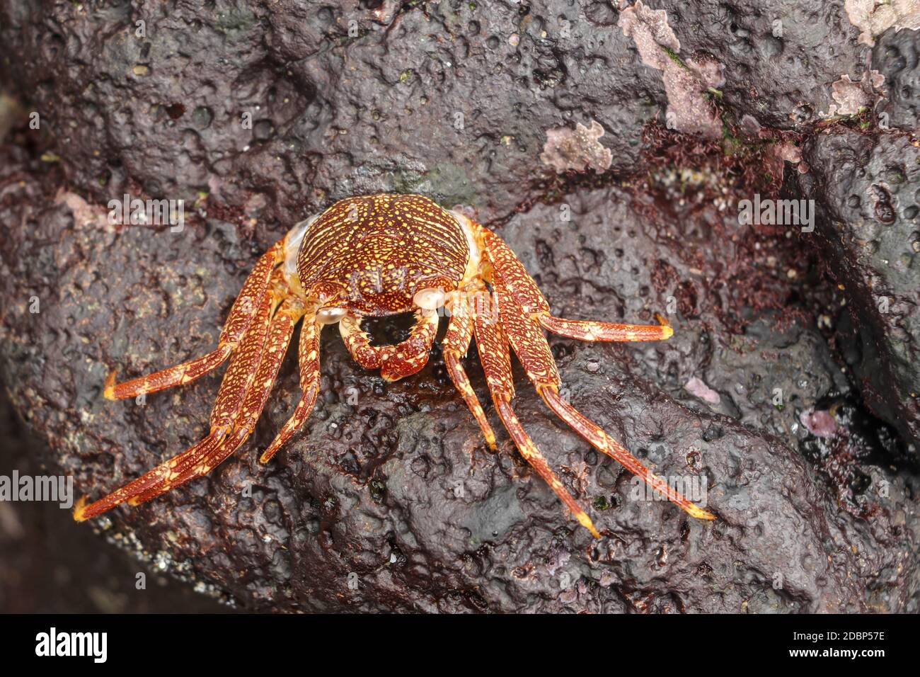 Beautiful colorful Sally Fish red Crab. Natural wildlife shot in San ...