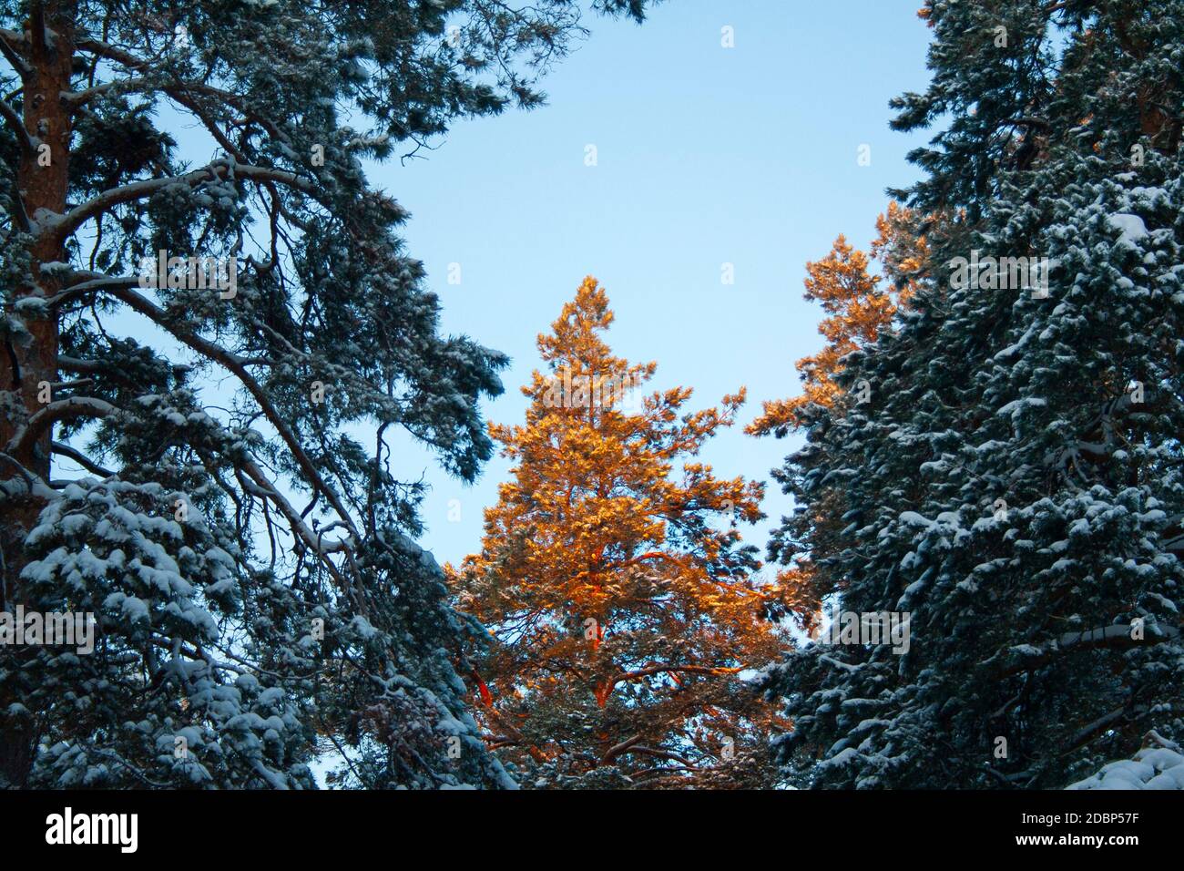 the top of the spruce tree covered with the first rays of the sun early ...