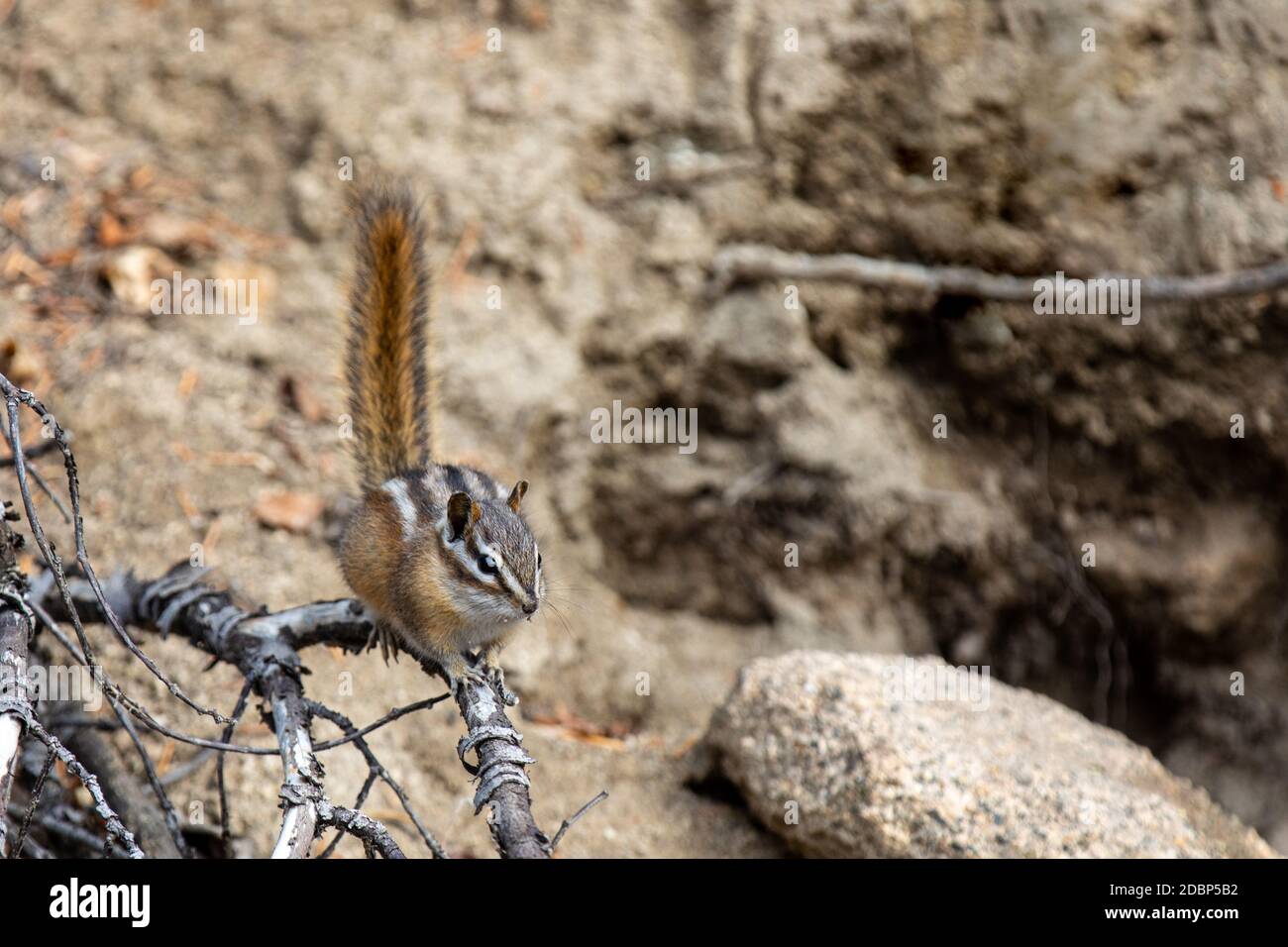 Chipmunk tail hi-res stock photography and images - Alamy