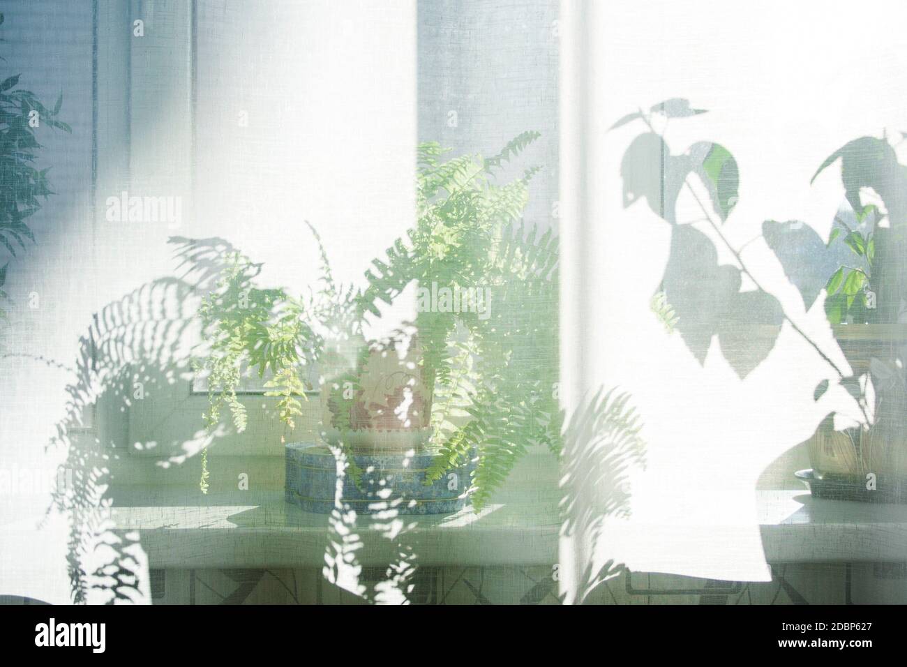 Sunlight from window into a room thick white curtains. Plants and trees ...