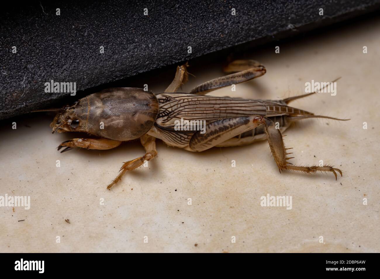 Adult Mole Cricket of the Genus Neoscapteriscus Stock Photo - Alamy