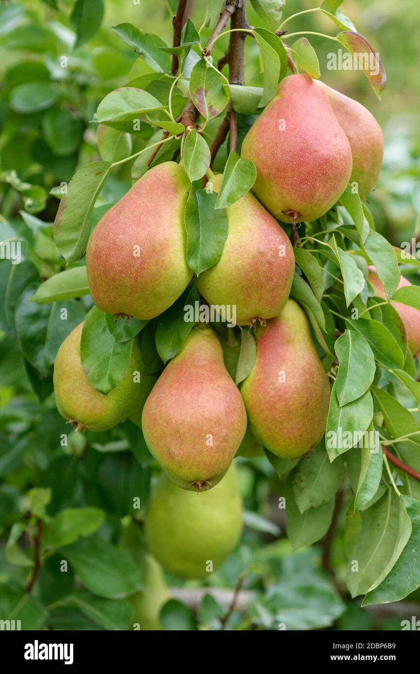 Kultur birne hi-res stock photography and images - Alamy