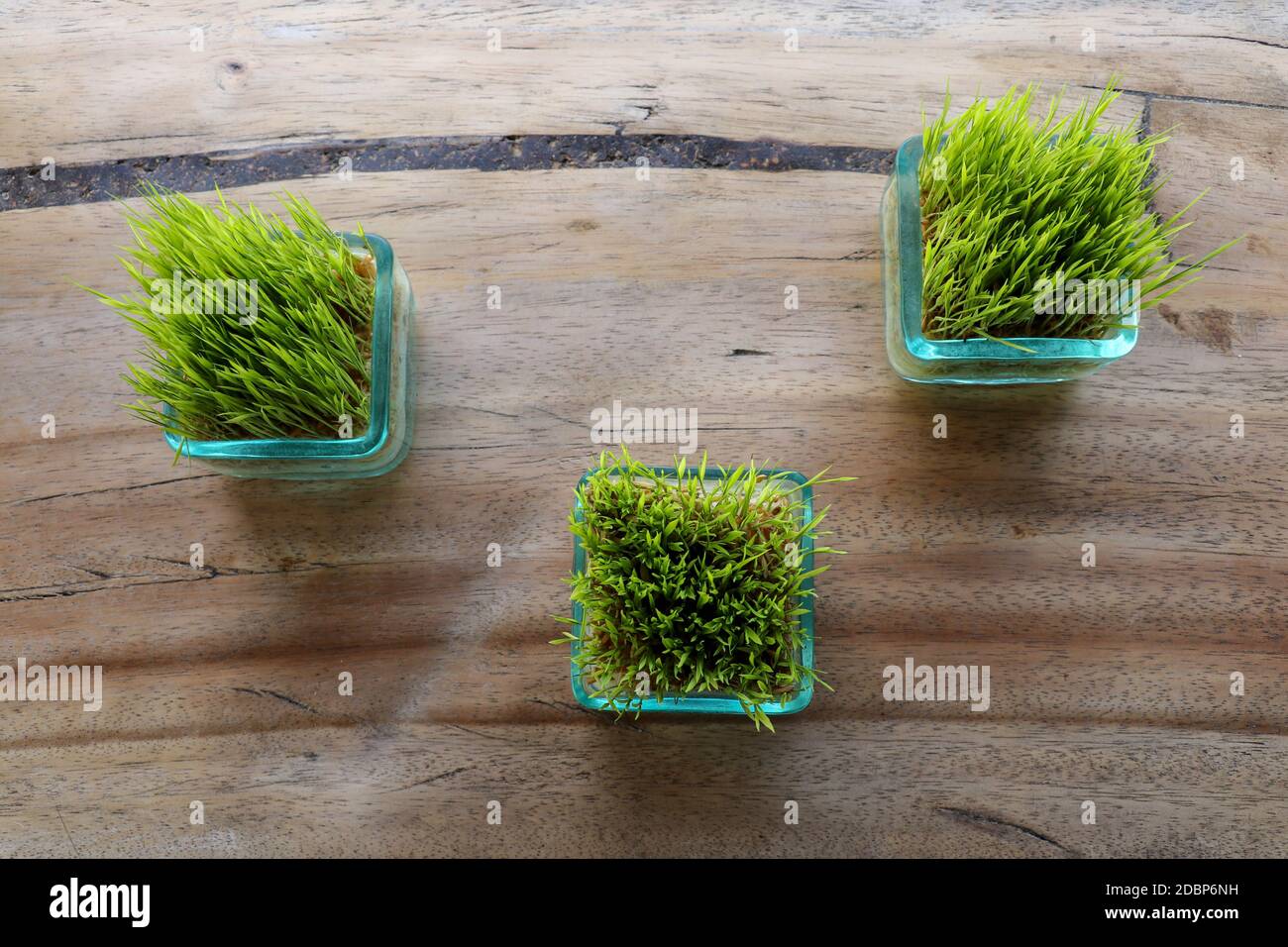 Rice plants in glass pot. Young green rice plant in square pot on table ...