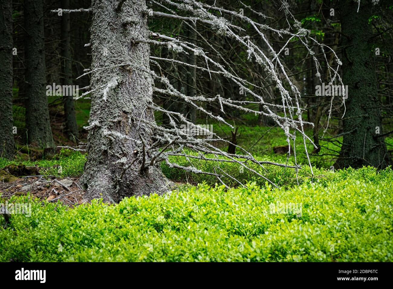 Larch Tree Forest, coniferous tree with bizarre twigs Stock Photo - Alamy