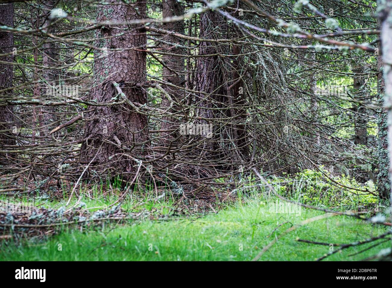 Larch Tree Forest, coniferous tree with bizarre twigs Stock Photo - Alamy