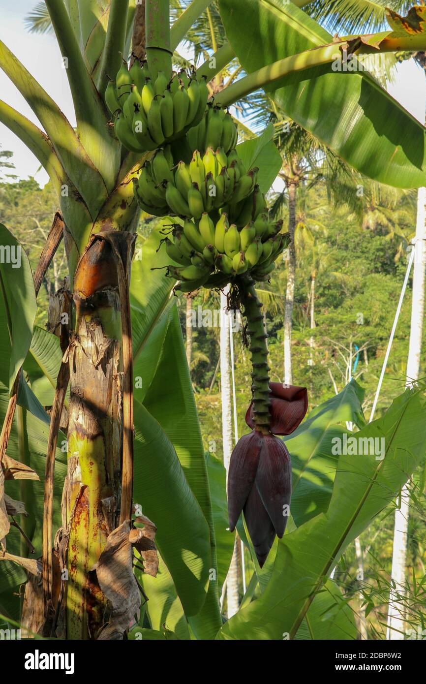 Bunch of green bananas on the tree in the garden. Beautiful banana ...