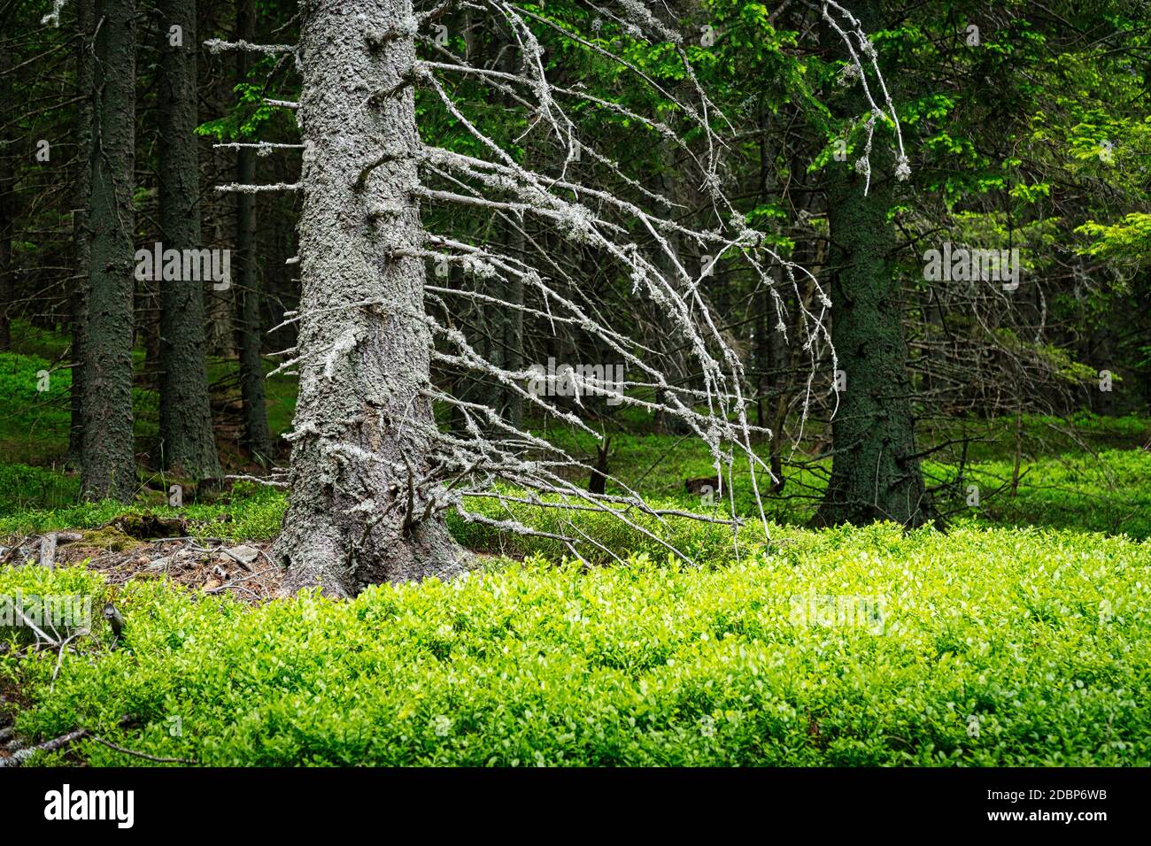 Larch Tree Forest, coniferous tree with bizarre twigs Stock Photo - Alamy