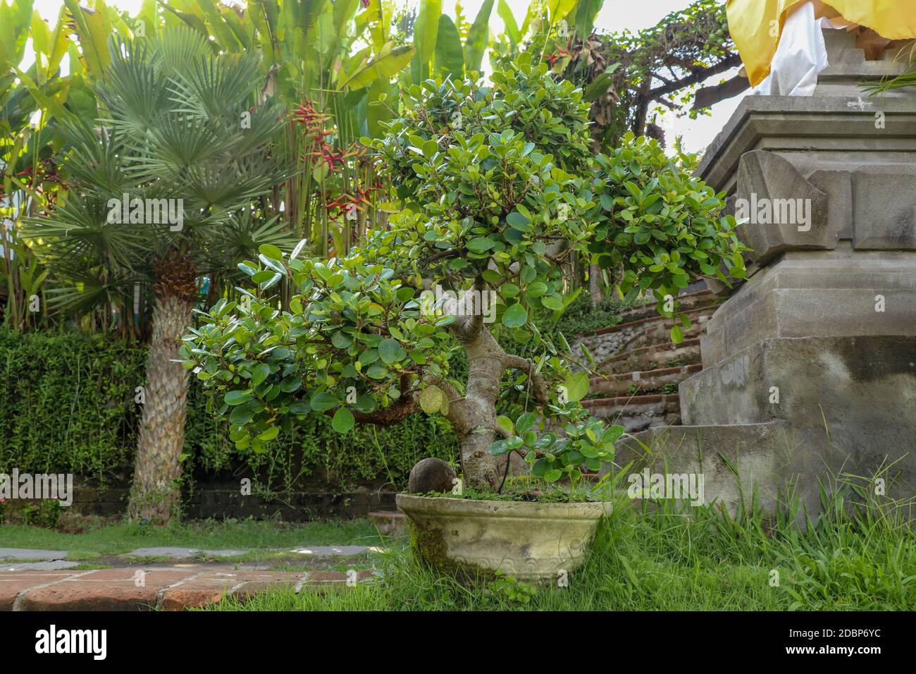 Banana Bonsai Tree