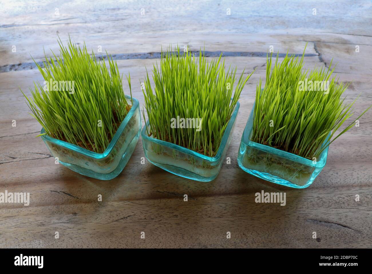 The root system is visible through the glass wall of the pot. Young ...