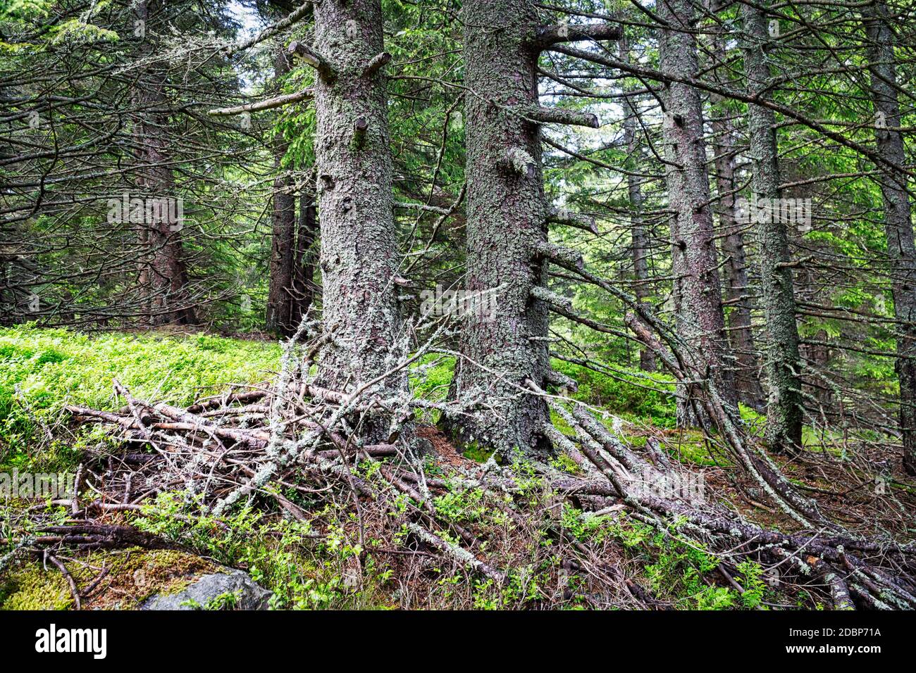 Larch Tree Forest, coniferous tree with bizarre twigs Stock Photo - Alamy