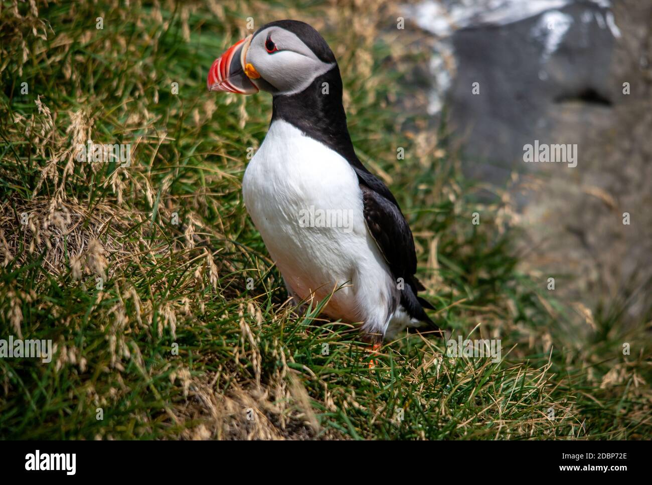 The Atlantic puffin, also known as the common puffin Stock Photo - Alamy