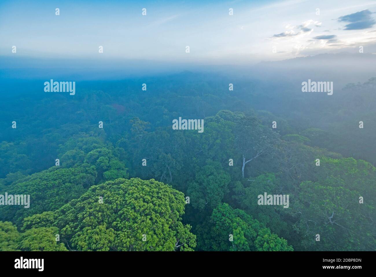 Amazon rainforest canopy hi-res stock photography and images - Alamy