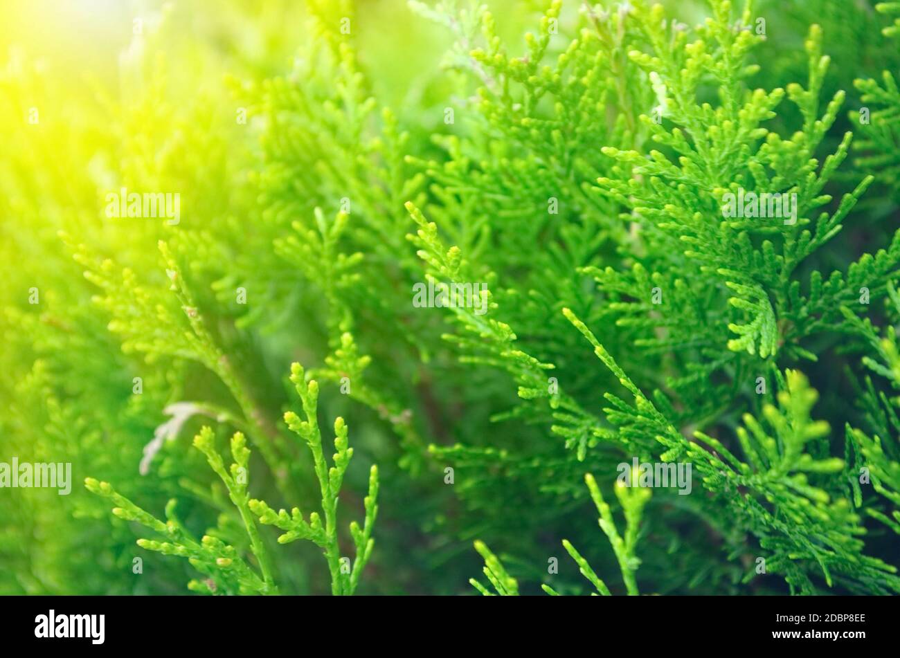 abstract defocused tree background Stock Photo - Alamy