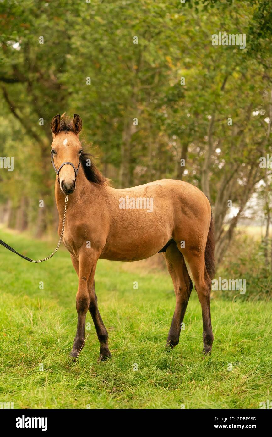 Portrait of buckskin foal, the horse with halter stands in the forest ...