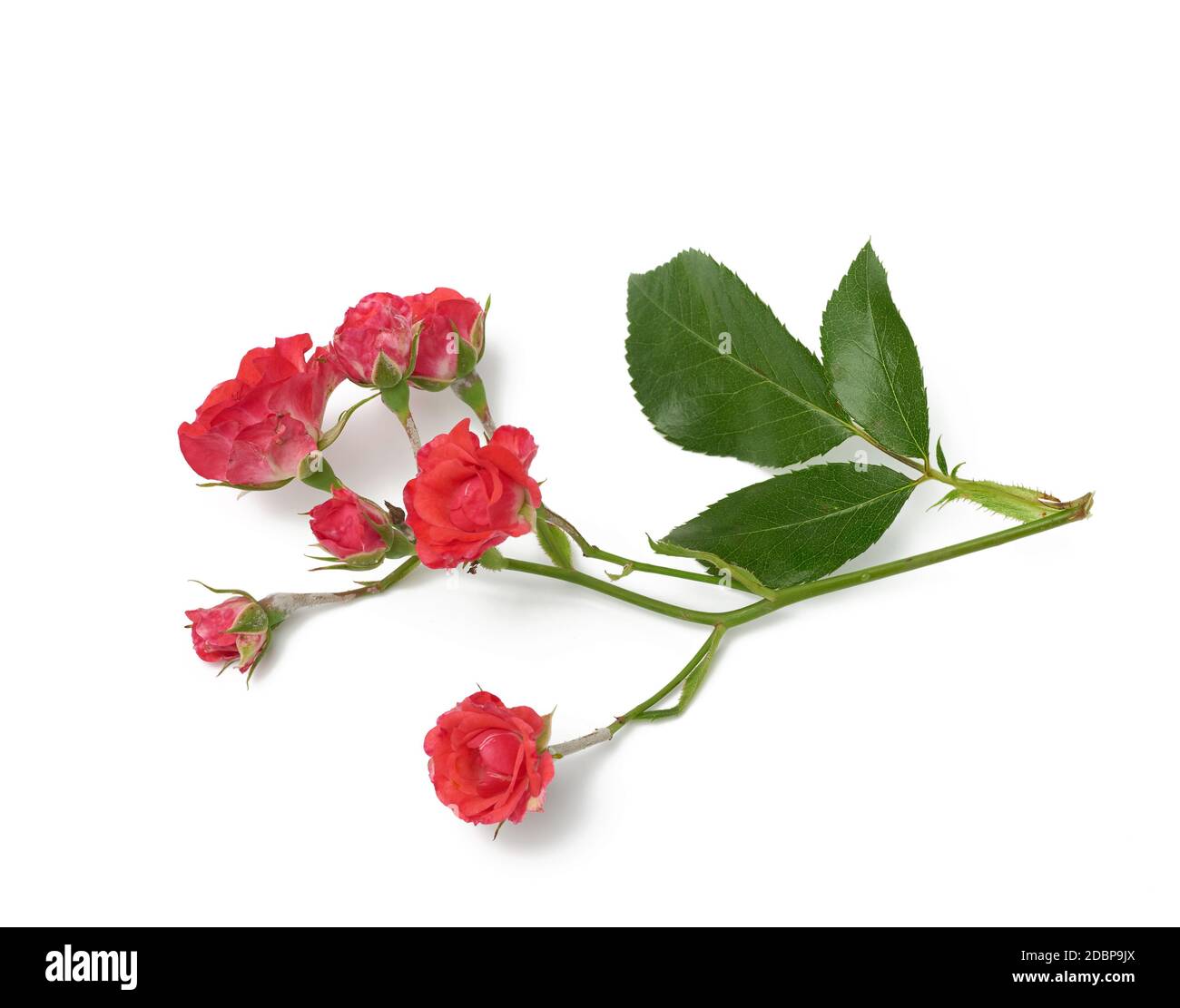 rose branch with small pink buds and green leaves isolated on white ...