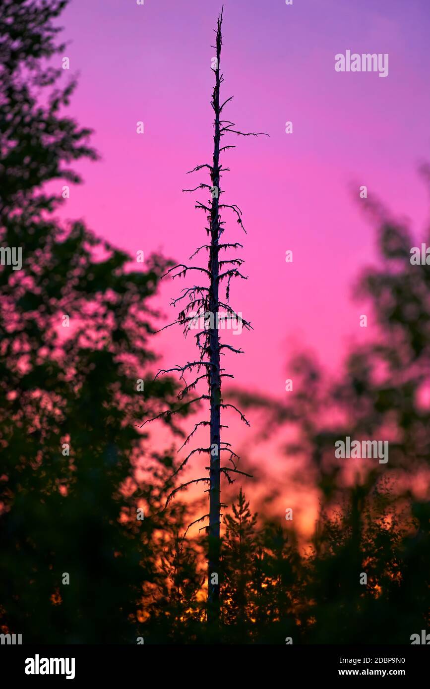 Kelo wood hi-res stock photography and images - Alamy