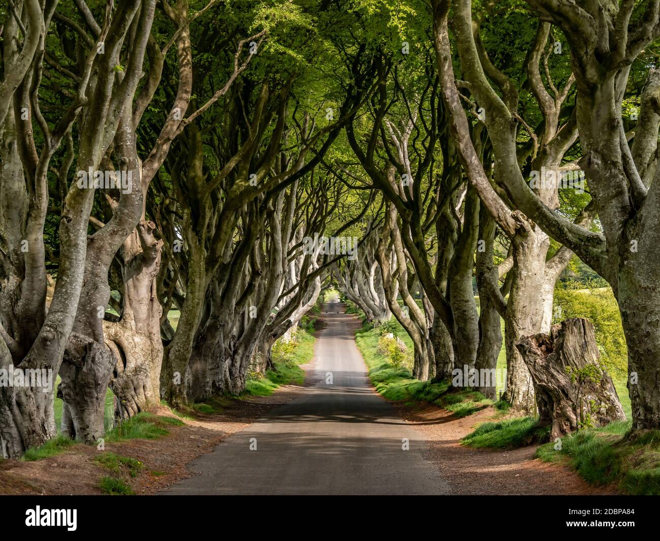 The Dark Hedges - a famous location in Northern Ireland - travel ...