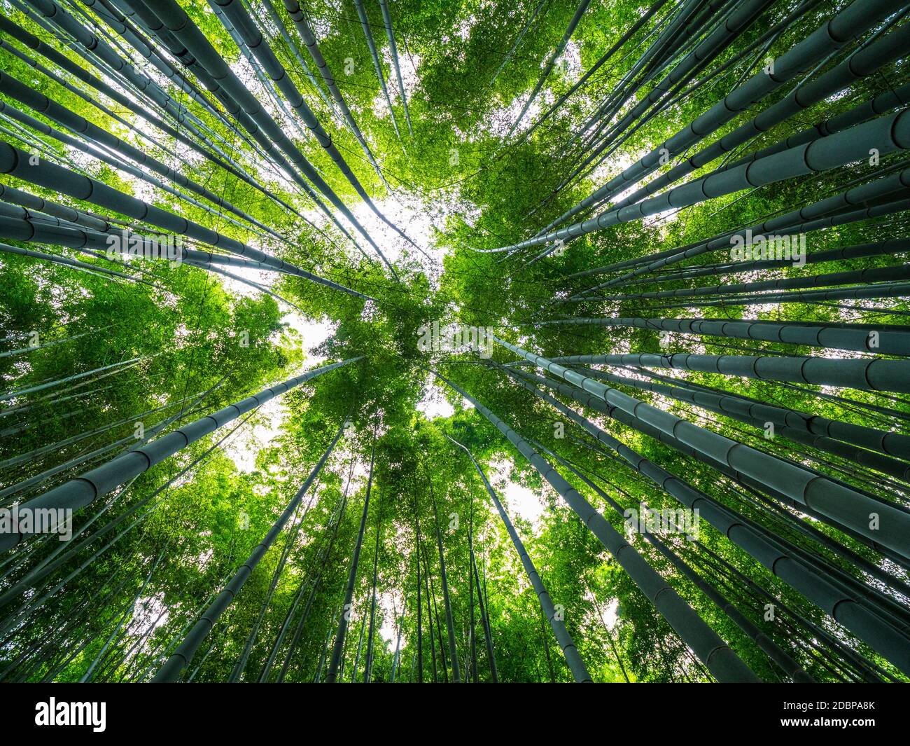Amazing wide angle view of the Bamboo Forest in Kamakura Stock Photo ...