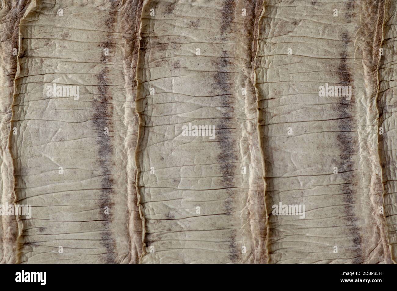 Detail of snake skin belt. A close up of a belt of the most venomous ...