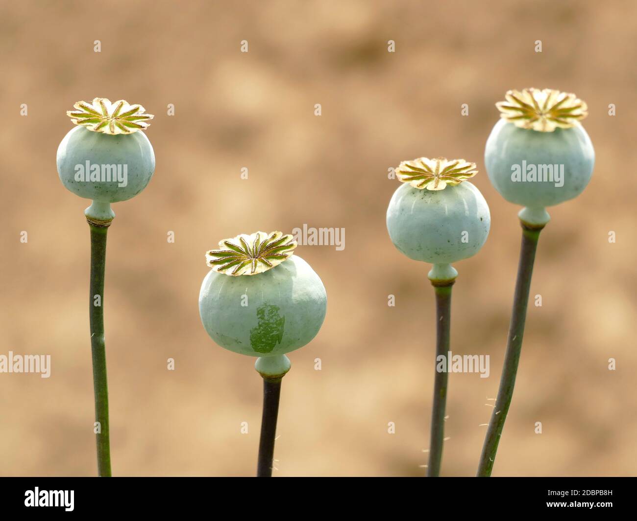 Opium poppy with capsule Stock Photo - Alamy