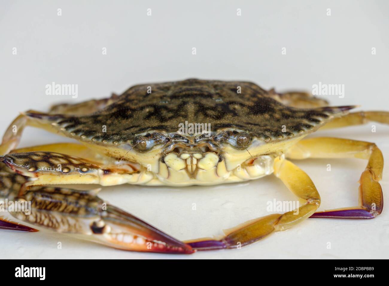 Front view of Blue manna crab, Sand crab. Flower crab. Portunus ...