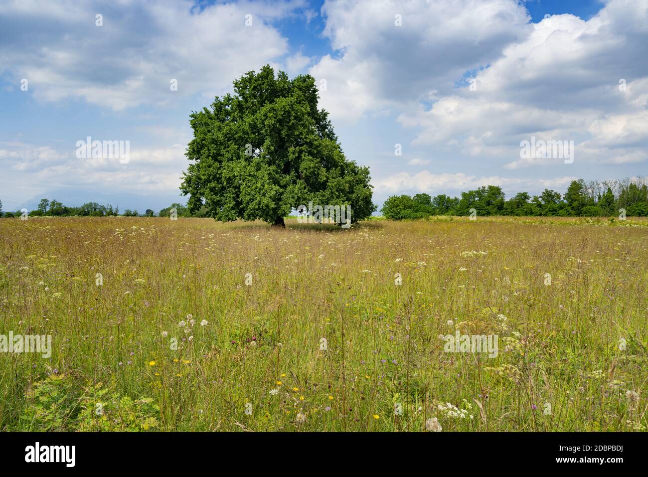 An old oak tree in a meadow in the summer season Stock Photo - Alamy