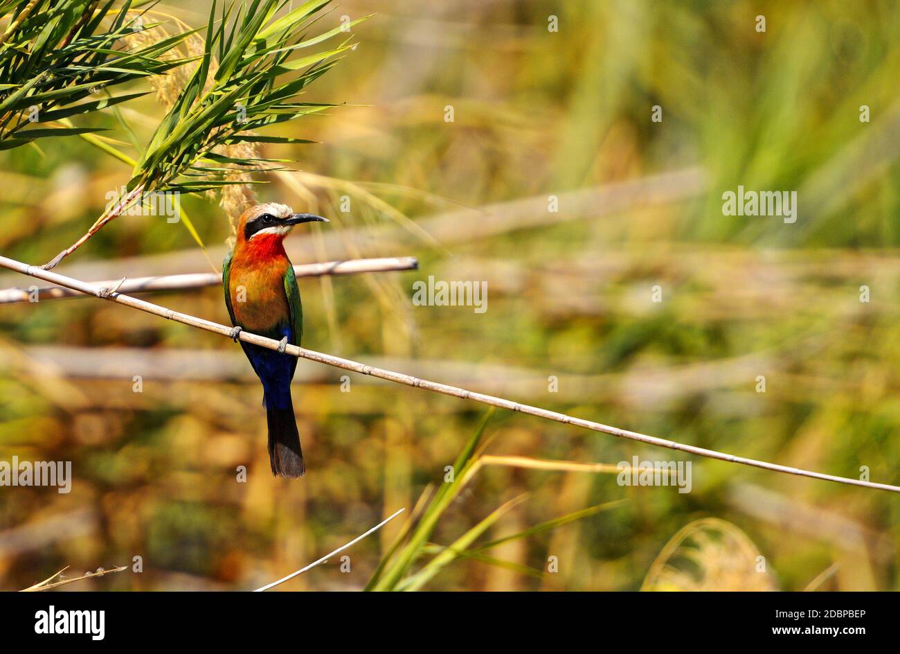 White-fronted bee-eater, on the banks of the Okavango River in Botswana ...