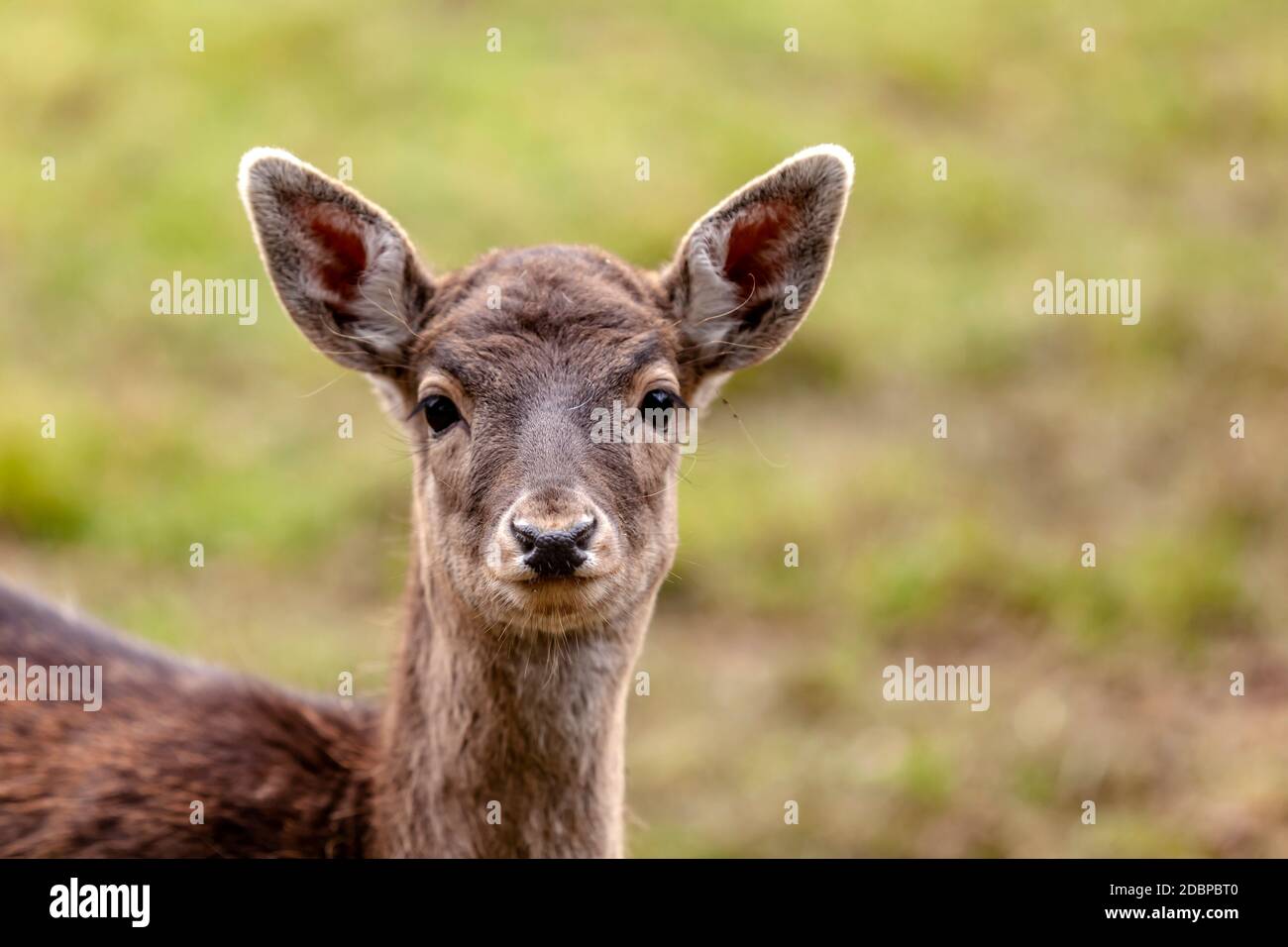 Portrait of a dear cow Stock Photo - Alamy