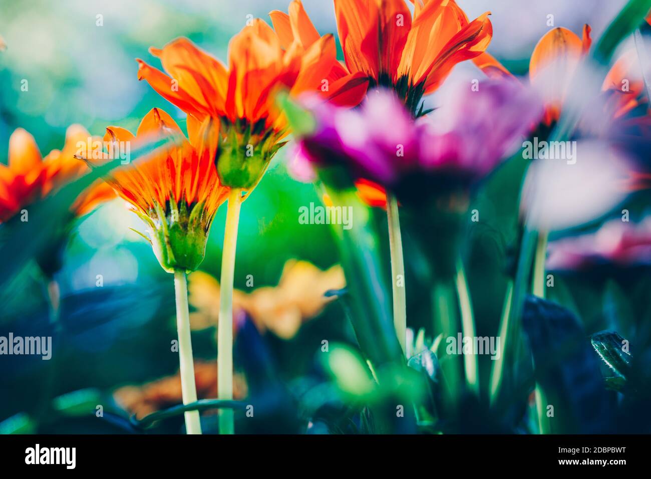 Colorfull flower hi-res stock photography and images - Alamy