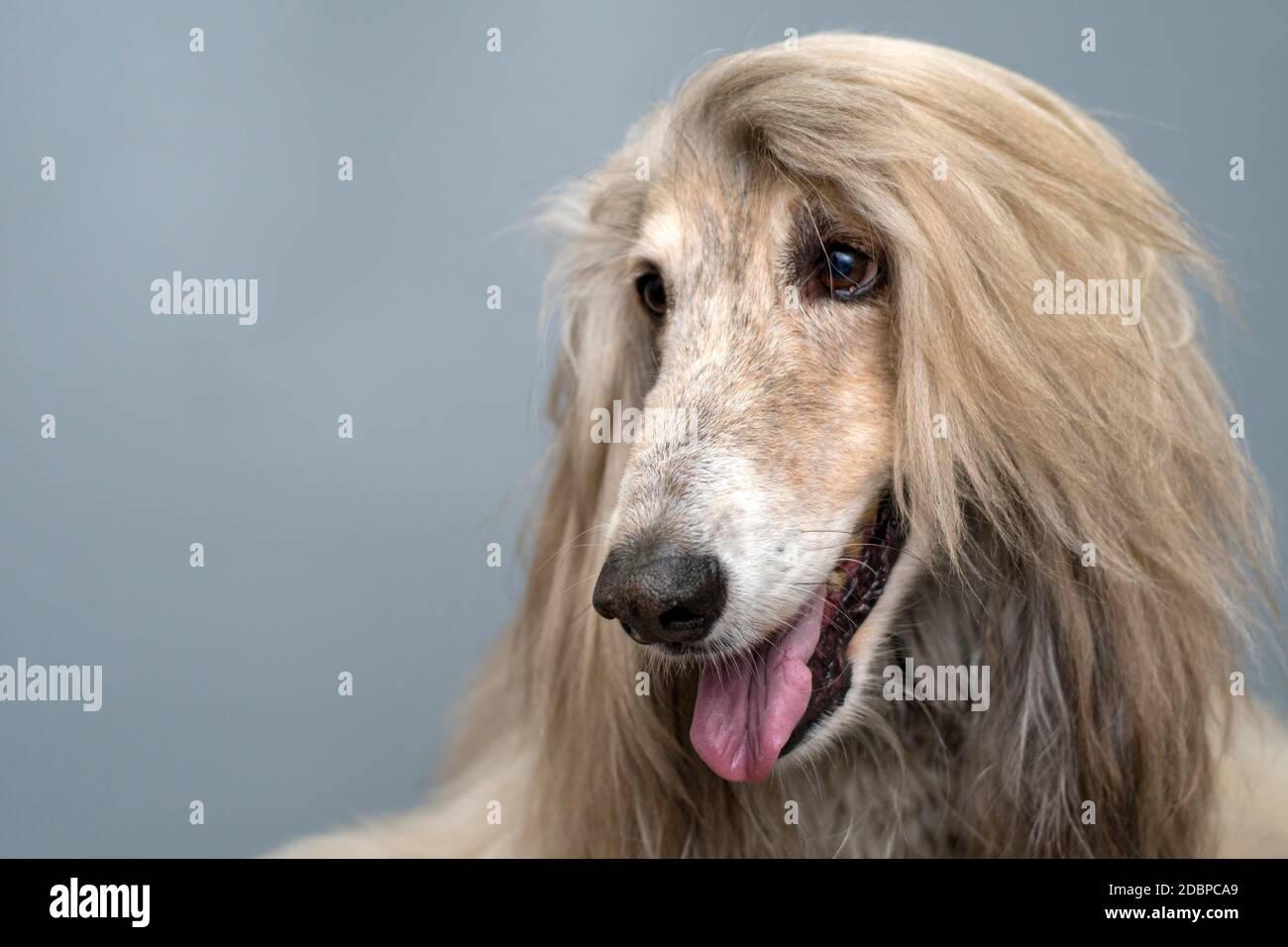 Long hair greyhound hi-res stock photography and images - Alamy