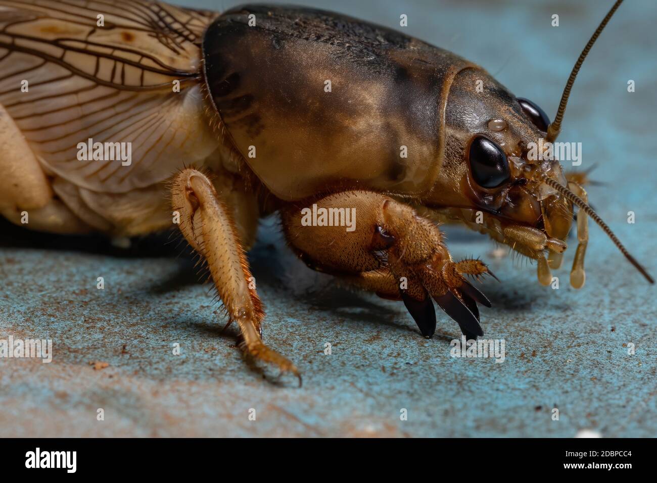 Cricket insect orthoptera adult hi-res stock photography and images - Alamy