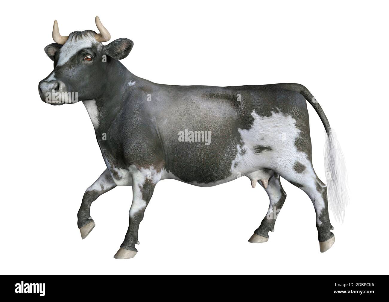3D rendering of a farm animal cow isolated on white background Stock ...