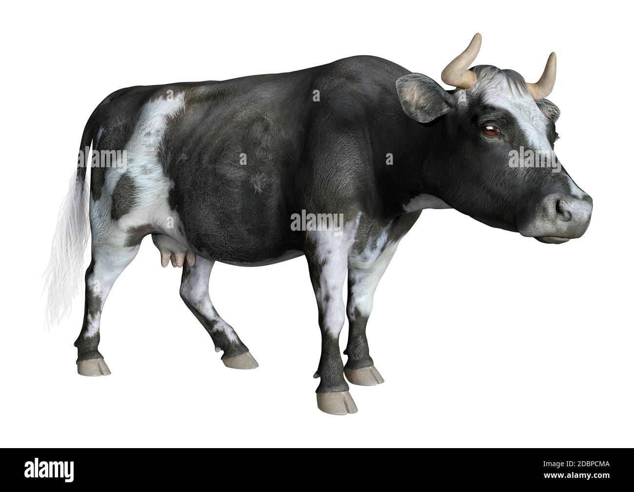 3D rendering of a farm animal cow isolated on white background Stock ...