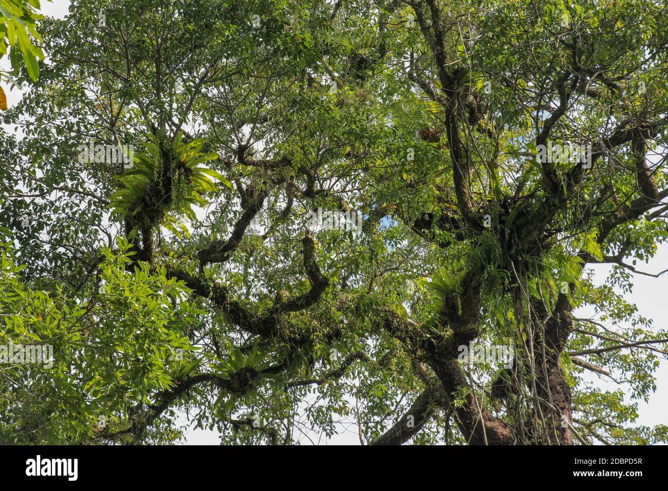 Asplenium Nidus parasites on branches in the crown of a huge tropical ...