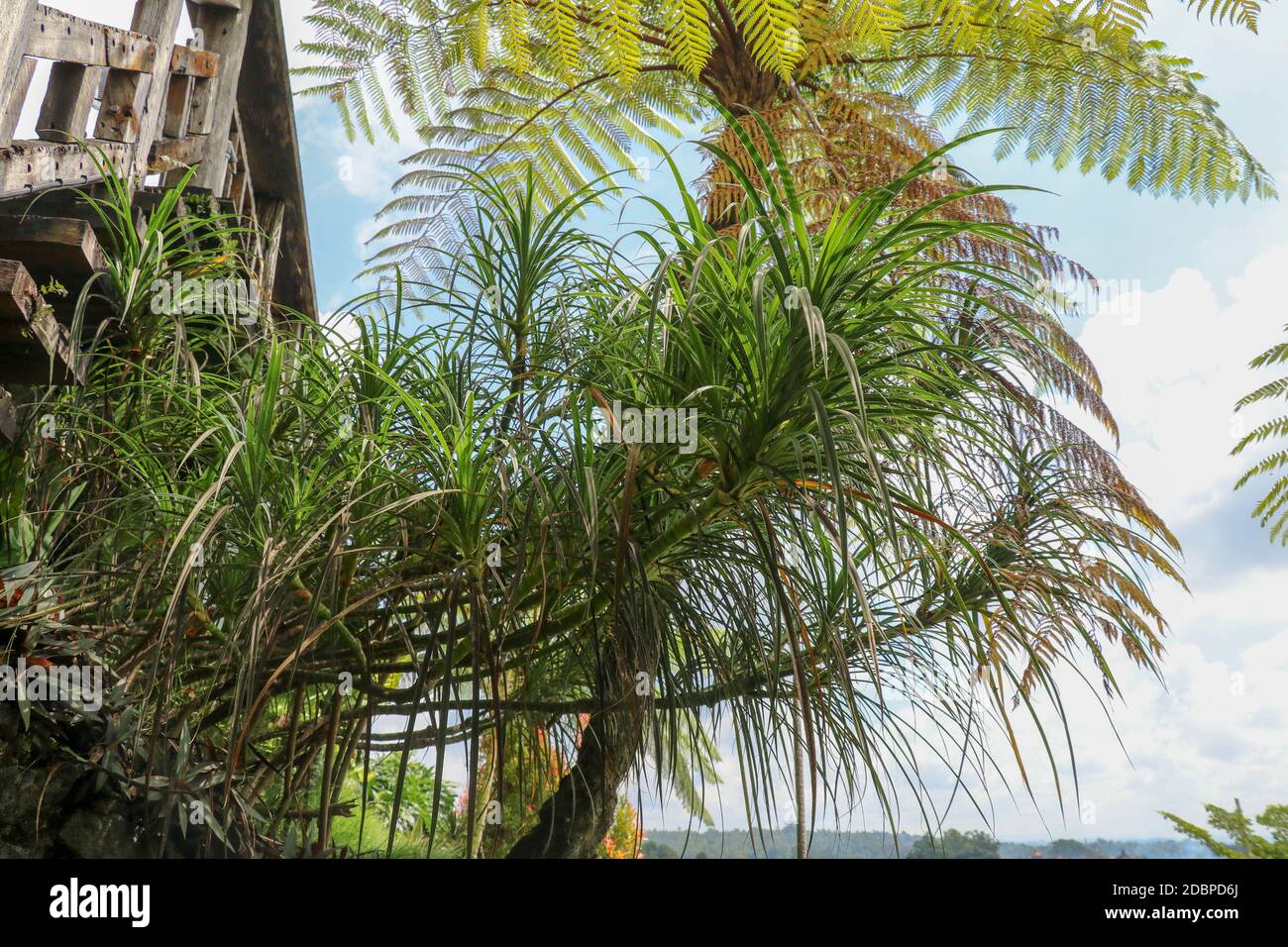 Hala plant hi-res stock photography and images - Alamy