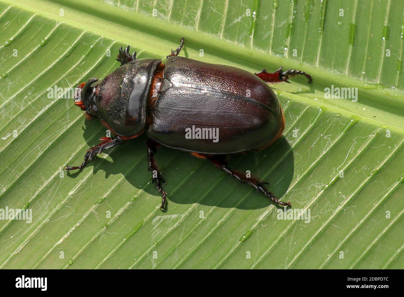 Wingless beetle hi-res stock photography and images - Alamy