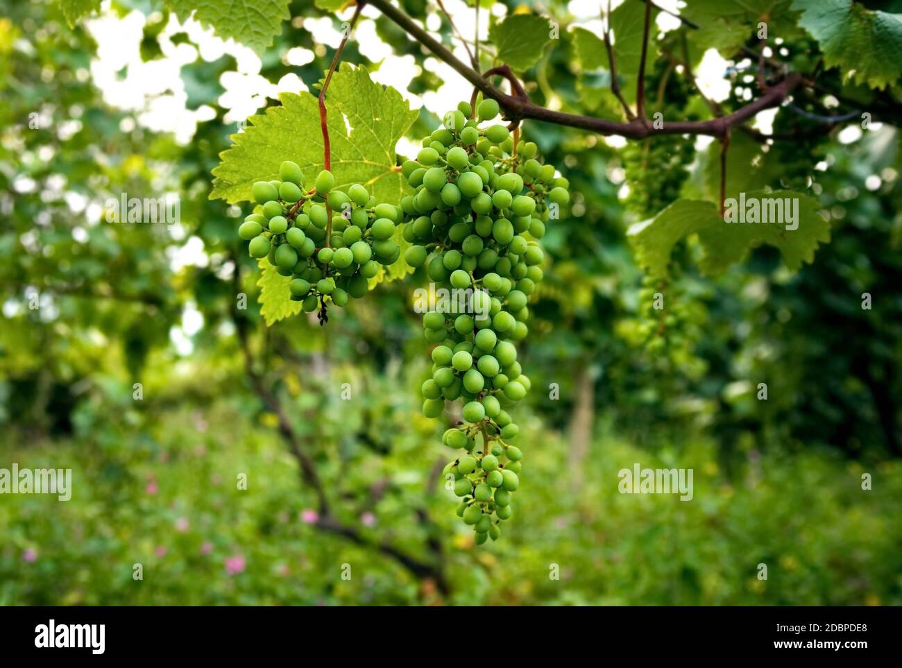 branch of grapes in the farm Stock Photo - Alamy